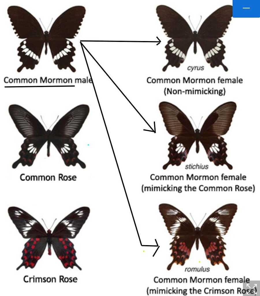Do Butterflies Mimic Each other! - CUBE chat - ChatShaala